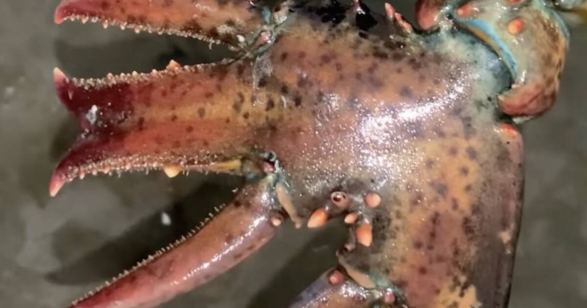 Ripley's Aquarium in Toronto is getting a mutant lobster with three ...