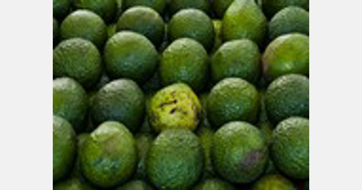 War, climate change and troublesome supply chain is driving avocado ...